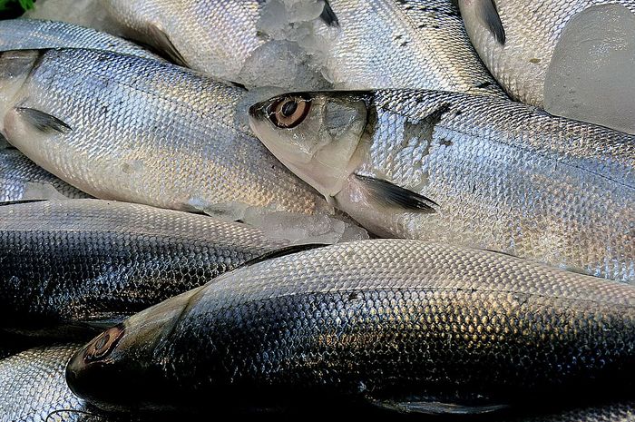 Mudah Diserap Tubuh, Benarkah Protein 'Susu Ikan' Bisa Cegah Stunting ...