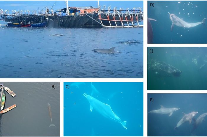 Bagaimana Perikanan Jaring Berdampak pada Mamalia Laut di Kaimana Papua ...