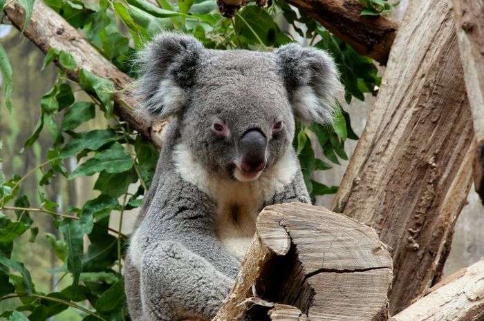 Dunia Hewan: Koala Hanya Menghabiskan Satu Persen Hidupnya di Tanah ...