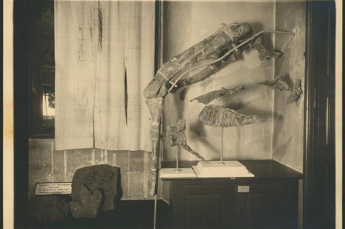 Studi Baru Ungkap Identitas Asli Dinosaurus Predator dari Mesir ...