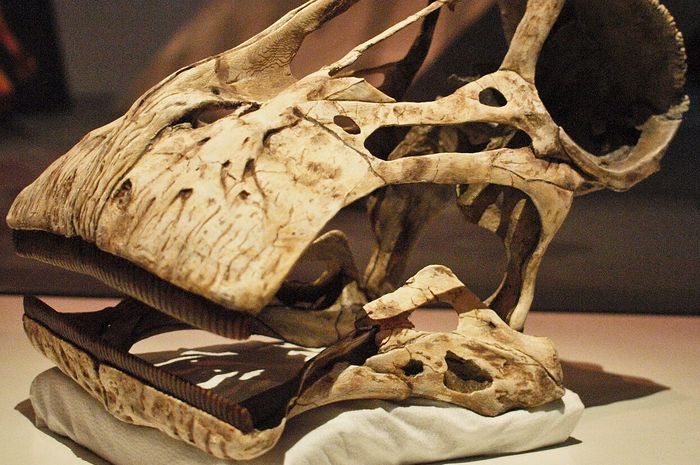 Mengapa Dinosaurus Nigersaurus Sampai Harus Memiliki Lebih dari 500 ...