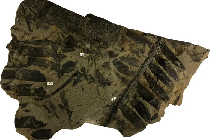 Masih Eksis sejak Zaman Dinosaurus, Bagaimana Sikas Bertahan Hidup ...