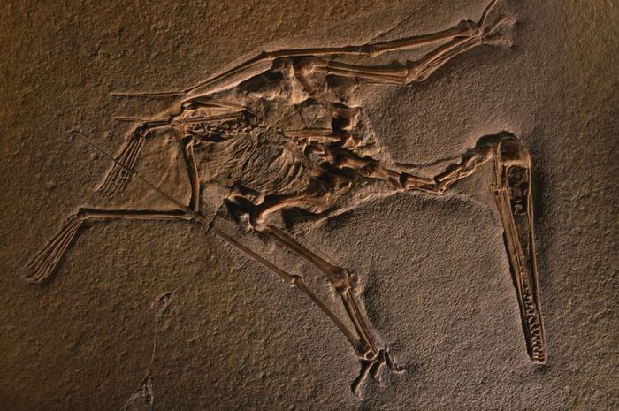 Bagaimana para Ahli Paleontologi Menentukan Usia Tulang Dinosaurus ...