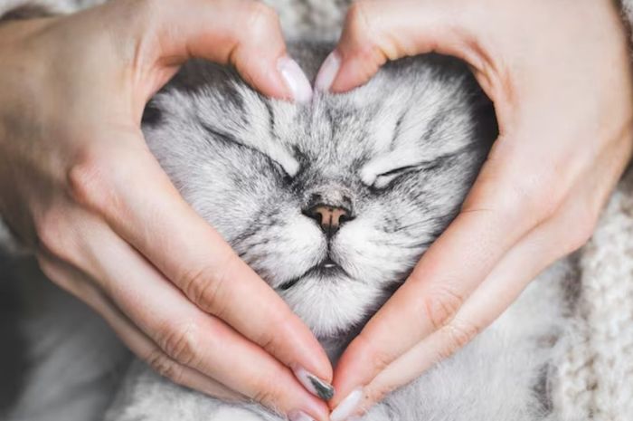 Bukti Ilmiah: Ternyata Kucing Benar-Benar Menyukai Manusia, Bahkan ...