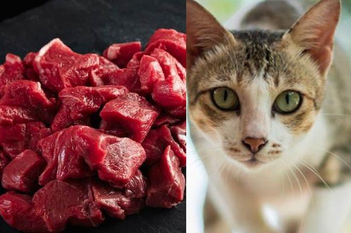 Pria Tega Jagal dan Jual Daging 100 Ekor Kucing di Pagar Alam, Aksinya ...