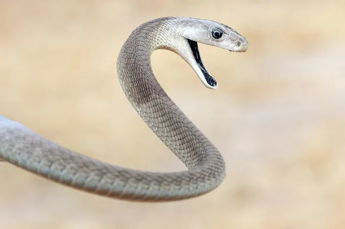 Termasuk Black Mamba, Ini Daftar Ular Paling Mematikan di Dunia ...