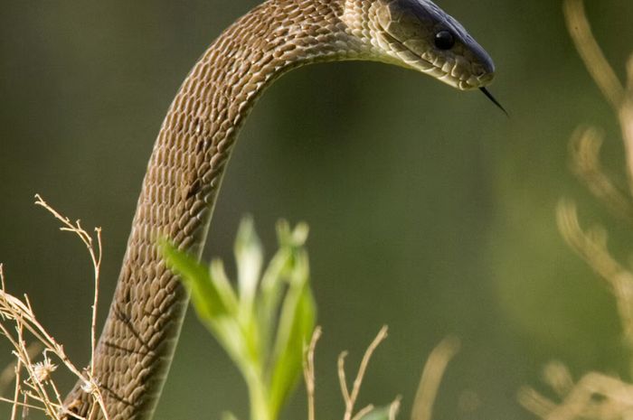 Gemar Bergulat Sebelum Kawin, Black Mamba Punya Asal-Usul Nama yang ...