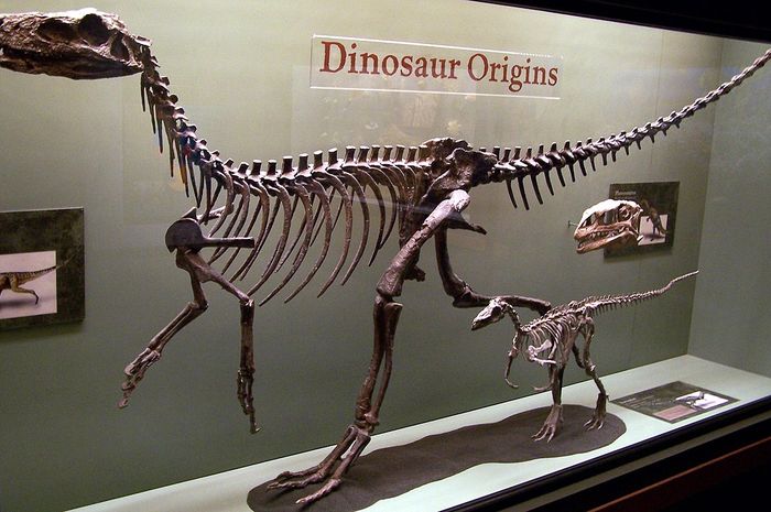 Kondisi Seperti Apa yang Memungkinkan Dinosaurus Bisa Menjadi Fosil ...