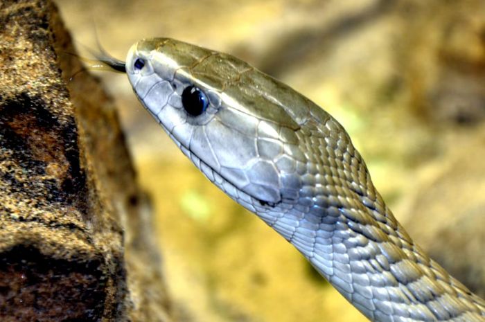 Punya Ciuman Maut, Benarkah Neurotoksin Black Mamba Setara Morfin ...