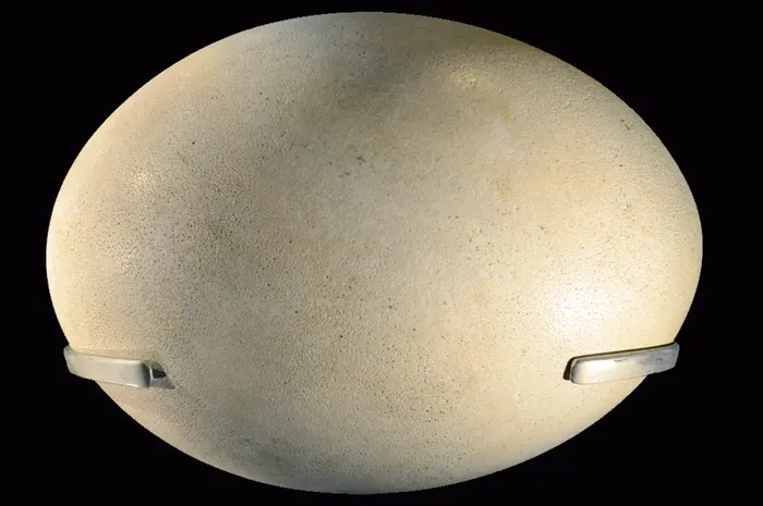 Bukan Telur Burung Unta, Inilah Telur Terbesar yang Pernah Ditemukan ...