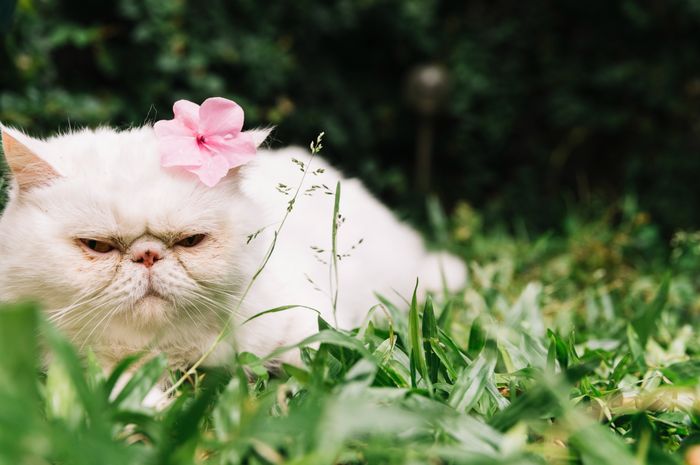 Mengapa Siklus Hidup Kucing Tidak Mengalami Metamorfosis Sama Sekali ...