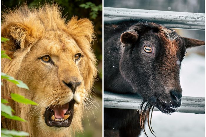 Mengapa Hewan Memiliki Bentuk Pupil Mata yang Berbeda-beda, Ada yang ...