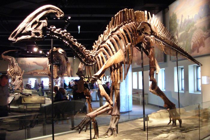 Parasaurolophus, Dinosaurus Pemilik Jambul Paling Multifungsi, Termasuk ...
