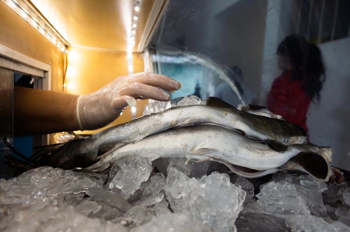 Jadi Menu MBG, Daging Ikan Hiu Pernah Picu Kematian Massal di ...