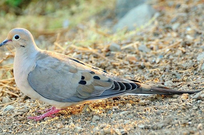 Selidik Sains: Kenapa Merpati Menganggukkan Kepala Saat Berjalan ...