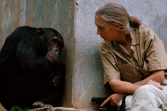 Bagaimana Jane Goodall Mengubah Pengetahuan Kita tentang Simpanse ...