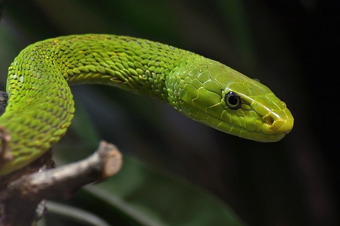 Ular Paling Ditakuti di Afrika, Apa Perbedaan Black Mamba dan Green ...