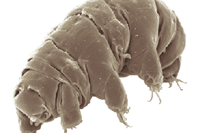 Mengenal Tardigrada, Hewan Paling Tangguh di Bumi yang Hampir Tidak ...