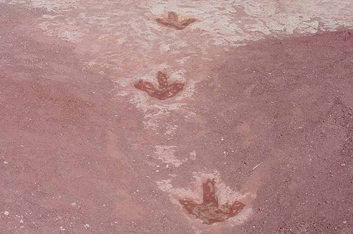 Bagaimana Jejak Kaki Hewan Bisa Menjadi Fosil Selama Jutaan Tahun ...