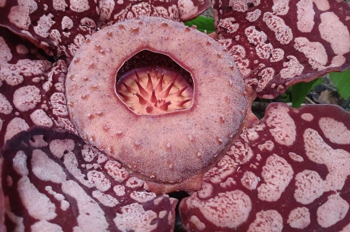 Bunga Rafflesia hasseltii Langka yang Sempat Viral Ternyata Juga Ada di ...