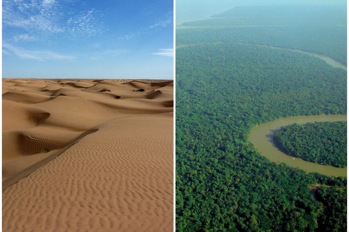 Mengapa Keberadaan Gurun Sahara di Afrika Sangat Penting Bagi Hutan ...