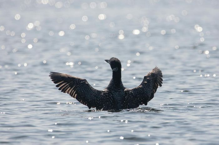 Tidak Hanya Terbang, 5 Burung Ini Ternyata Juga Bisa Berenang di Air - Bobo