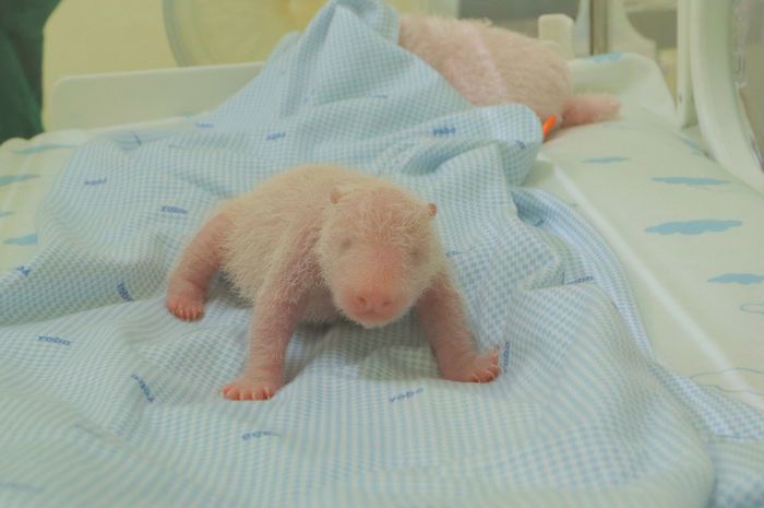 Hanya Punya Masa Subur 24-72 Jam, Induk Panda di TSI Berhasil Lahirkan ...