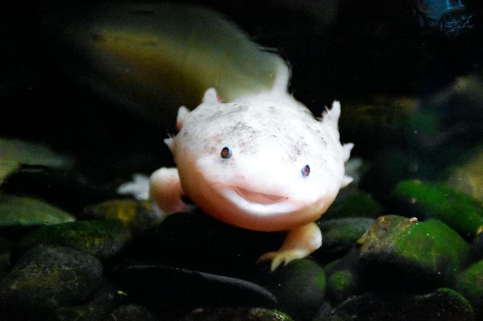 Apa Benar Axolotl Tidak Bisa Dewasa? Yuk, Cari Tahu Faktanya! - Bobo