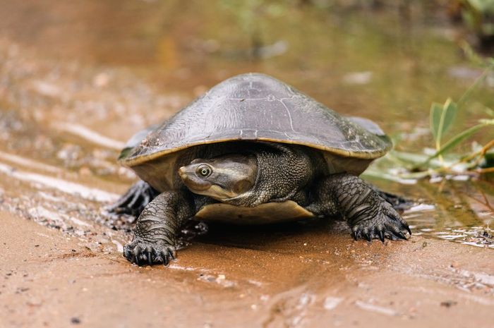 Labi-Labi, Reptil Unik Mirip Kura-Kura dengan Moncong Lancip - Bobo