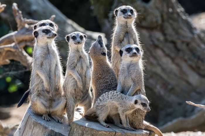 Tampak Menggemaskan, Ternyata Ini Alasan Meerkat Kompak Berdiri Tegak ...