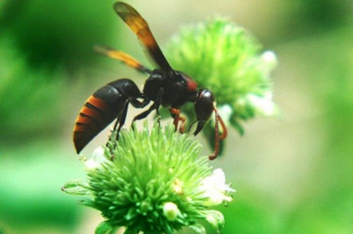 Mencegah Punahnya Lebah dari Bumi - National Geographic