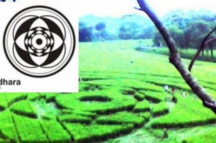 Bentuk crop circle di Sleman mirip muladhara - National Geographic