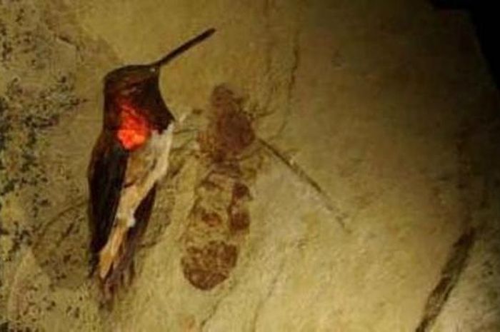 Semut Terbesar Ditemukan - National Geographic