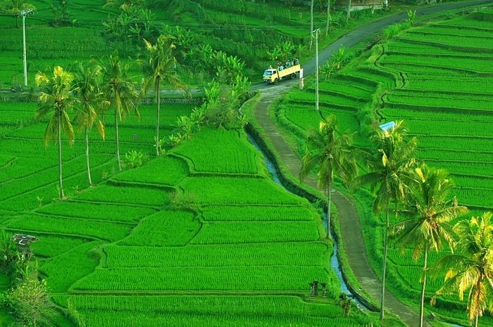 Subak dari Bali Ditetapkan sebagai Warisan Dunia - National Geographic