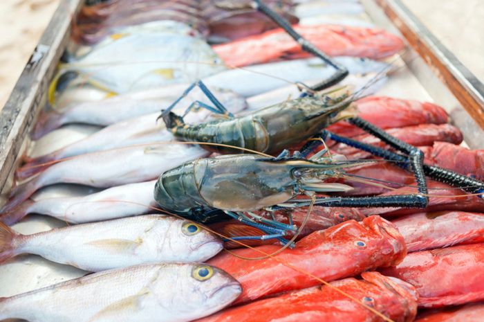 BATAN Ubah Kulit Udang Jadi Pupuk - National Geographic