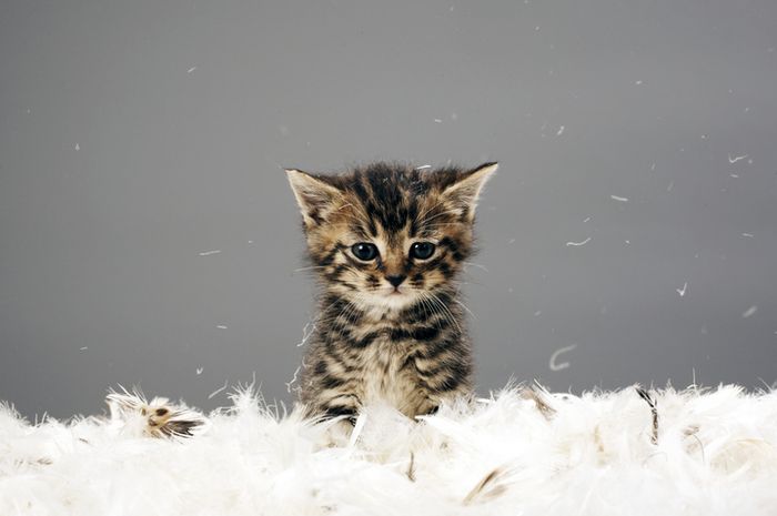 10 Fakta Si Kucing - National Geographic