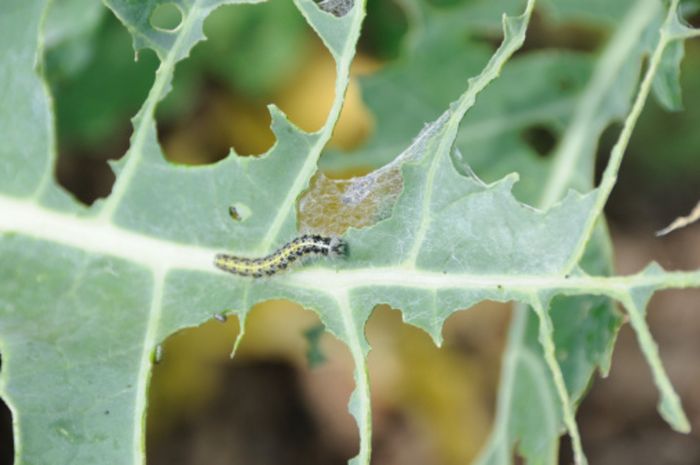 Pemanasan Global Memudahkan Perpindahan Hama Tanaman - National Geographic