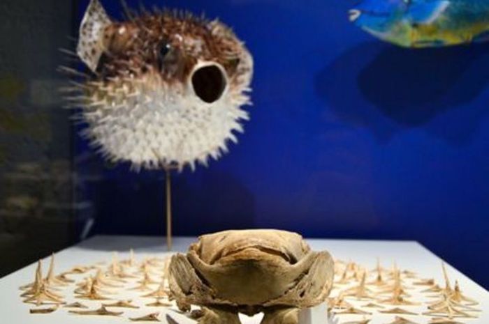 Terungkap Jenis Hewan Sesaji Suku Aztek (II) - National Geographic