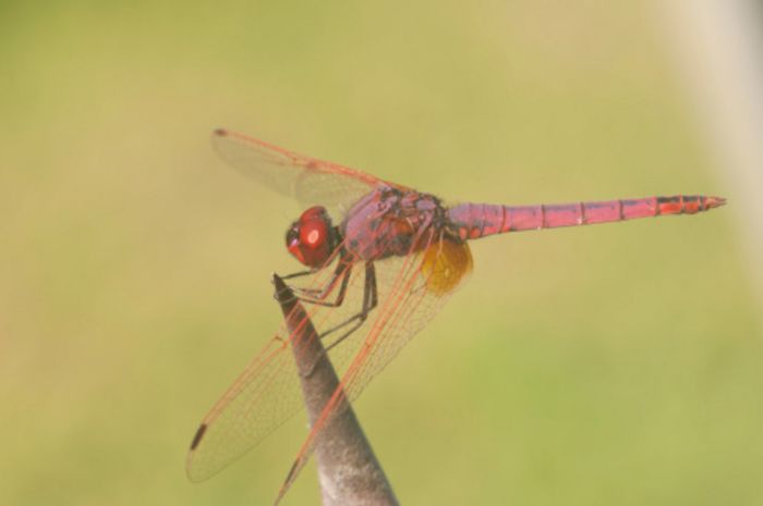 5 Fakta dan Mitos Capung - National Geographic