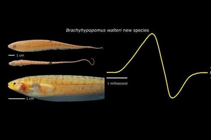 Ditemukan, Spesies Ikan Listrik Baru di Amazon - National Geographic
