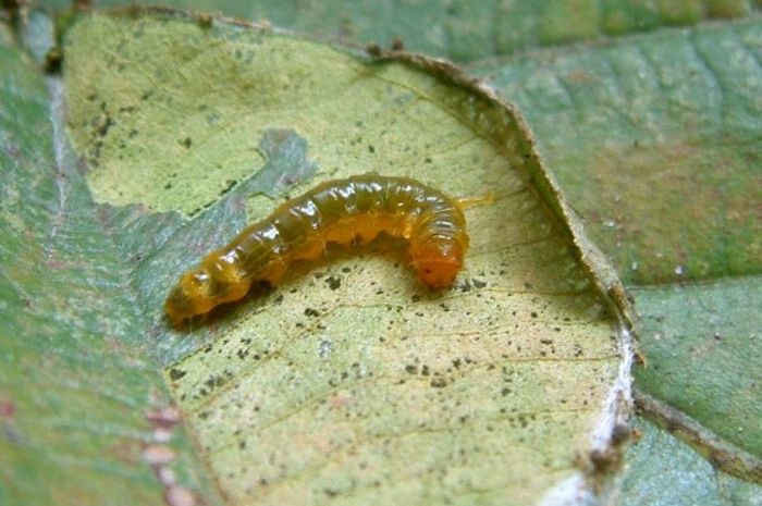 Alasan Ulat Calindoea Trifascialis Melompat - National Geographic