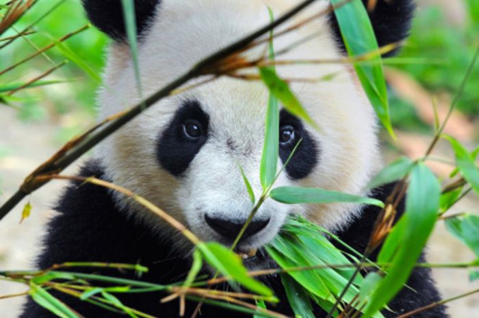 Bambu Bukanlah Makanan yang Baik untuk Usus Panda - National Geographic