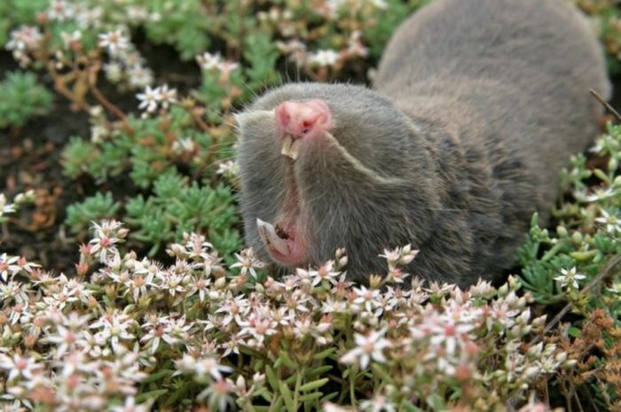 Bagaimana Tikus Mondok Buta Hindari Kanker? - National Geographic