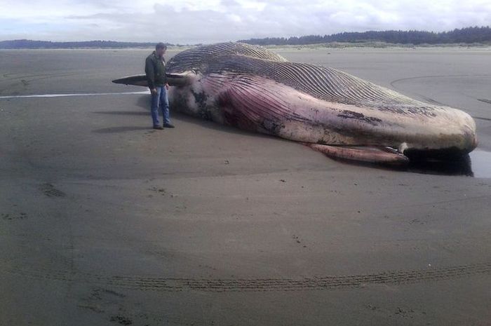 Dampak Kebisingan terhadap Paus dan Mamalia Laut - National Geographic