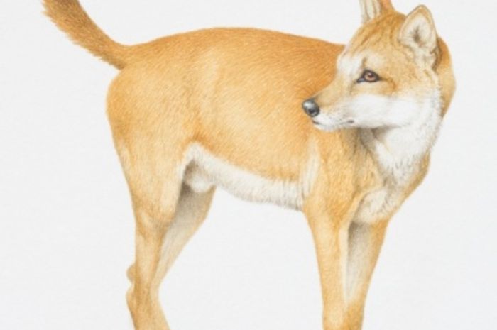 Dingo Dideskripsikan sebagai Spesies Unik - National Geographic