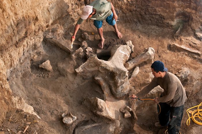 Gajah Purba dari Blora - National Geographic