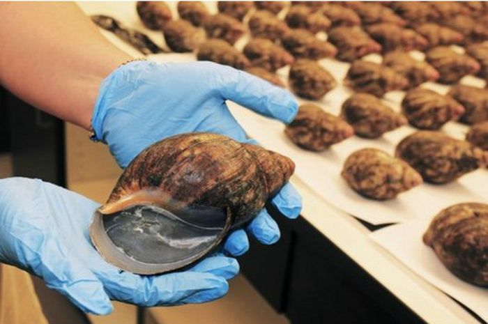 Berpotensi Bawa Penyakit, Puluhan Keong Raksasa Afrika Dimusnahkan ...