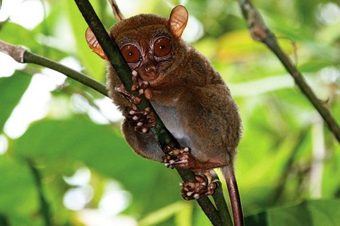 Spesies Primata Unik Ditemukan di Filipina - National Geographic