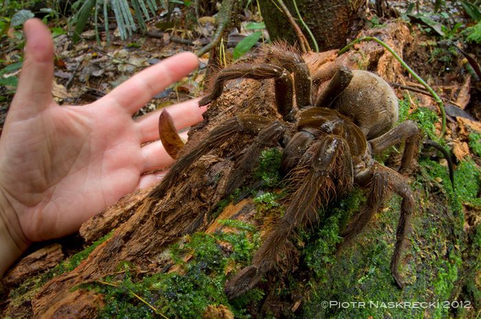 T. blondi, Tarantula Raksasa versi Guinness World Records - National ...