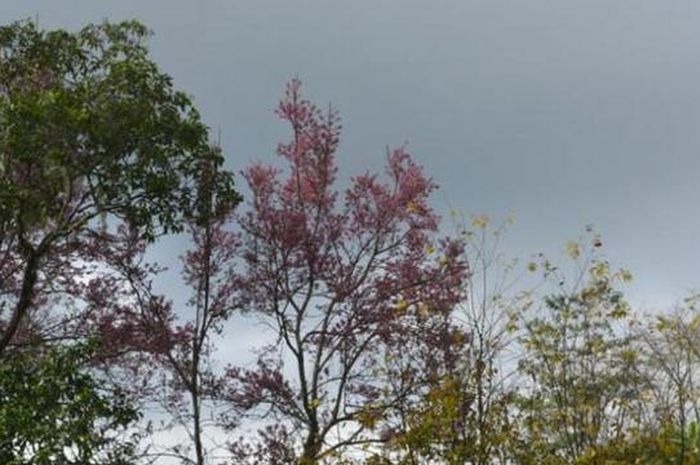 Uniknya Pohon Berdaun Pink di Pulau Bunga - National Geographic